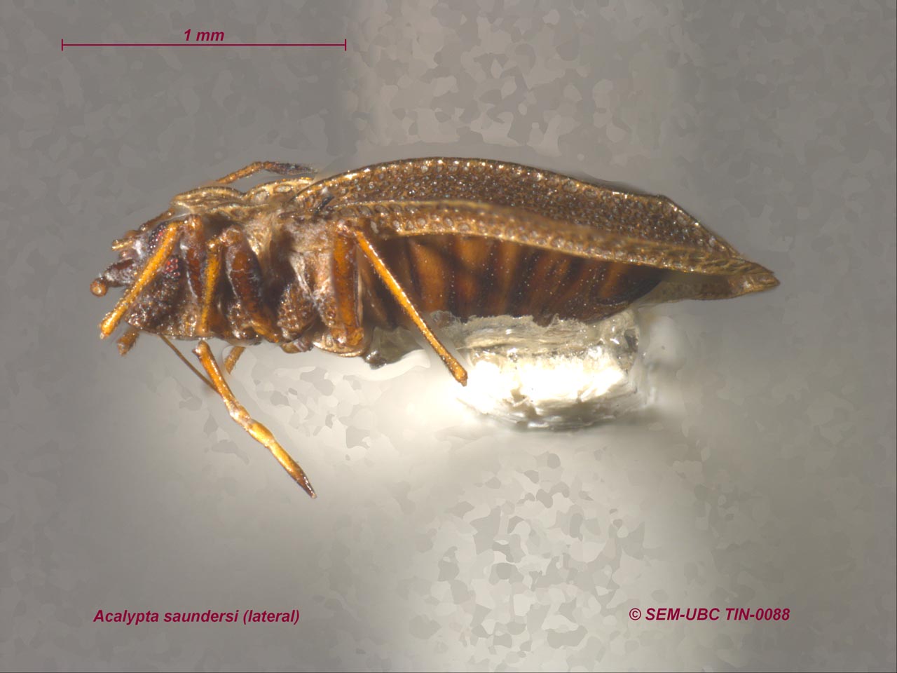 Acalypta | TingID