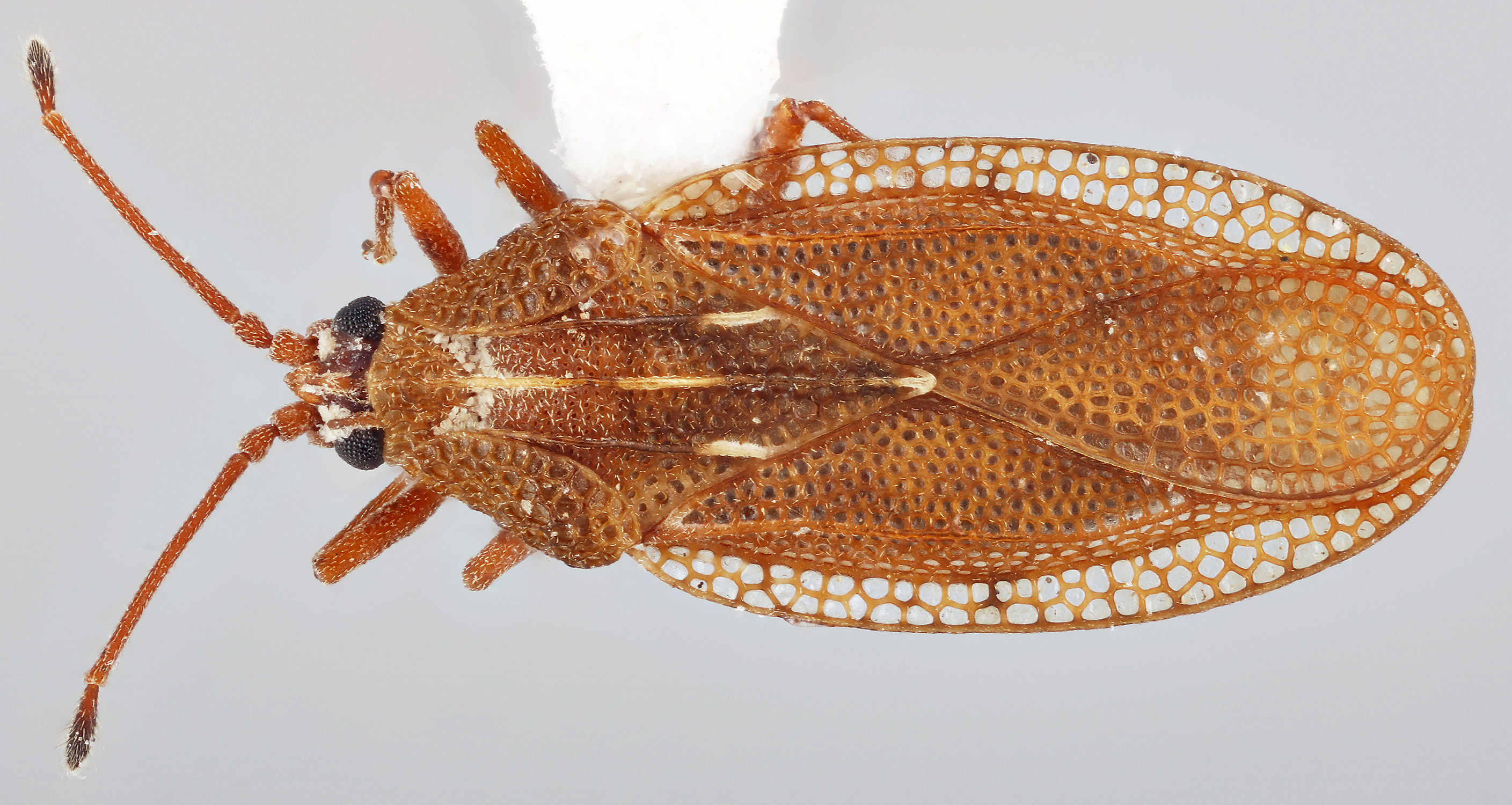 Physatocheila | TingID