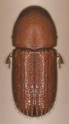 Gallery | Bark Beetle Genera of the U.S.