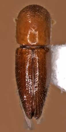 Coptoborus | Bark Beetle Genera of the U.S.