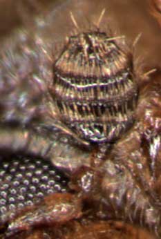 Cryphalus | Bark Beetle Genera of the U.S.