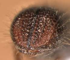 Dendrocranulus | Bark Beetle Genera of the U.S.