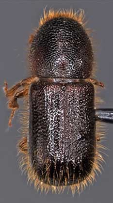 Dryocoetes | Bark Beetle Genera of the U.S.
