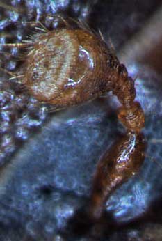 Dryocoetes | Bark Beetle Genera of the U.S.