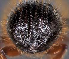 Dryocoetes | Bark Beetle Genera of the U.S.