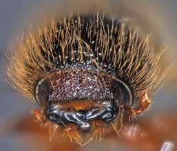 Dryocoetes | Bark Beetle Genera of the U.S.