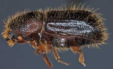 Dryocoetes | Bark Beetle Genera of the U.S.