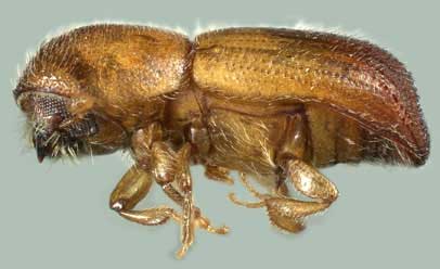 Dryocoetoides | Bark Beetle Genera of the U.S.