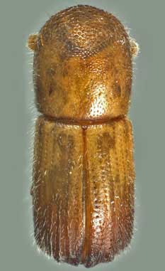 Dryocoetoides | Bark Beetle Genera of the U.S.