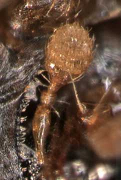 Euwallacea | Bark Beetle Genera of the U.S.