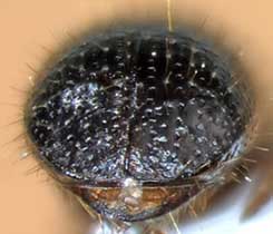 Euwallacea | Bark Beetle Genera of the U.S.