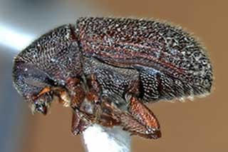 Hylastinus | Bark Beetle Genera of the U.S.