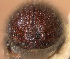 Hylocurus | Bark Beetle Genera of the U.S.