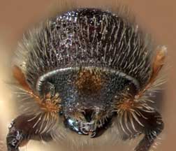 Hylocurus | Bark Beetle Genera of the U.S.