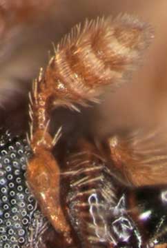 Hylurgopinus | Bark Beetle Genera of the U.S.