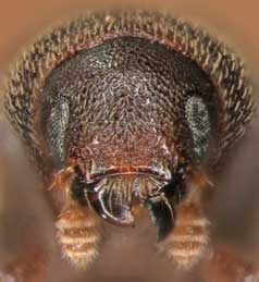Hylurgopinus | Bark Beetle Genera of the U.S.