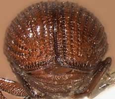 Pagiocerus | Bark Beetle Genera of the U.S.