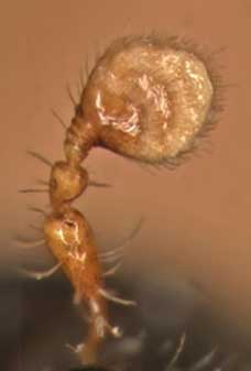 Pityogenes | Bark Beetle Genera of the U.S.