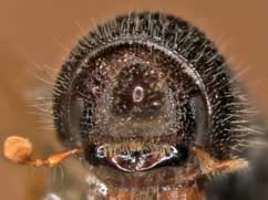 Pityogenes | Bark Beetle Genera of the U.S.