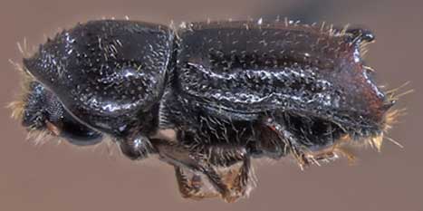 Pityogenes | Bark Beetle Genera of the U.S.