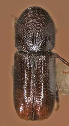 Pityogenes | Bark Beetle Genera of the U.S.