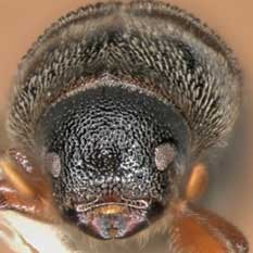 Polygraphus | Bark Beetle Genera of the U.S.