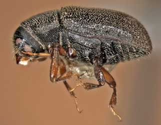 Polygraphus | Bark Beetle Genera of the U.S.