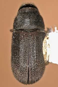 Polygraphus | Bark Beetle Genera of the U.S.