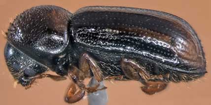 Trypodendron | Bark Beetle Genera of the U.S.