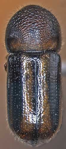 Trypodendron | Bark Beetle Genera of the U.S.