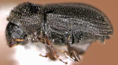Trypophloeus | Bark Beetle Genera of the U.S.