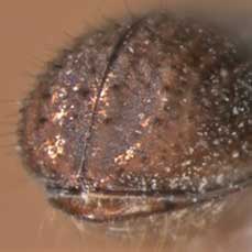 Xyleborinus | Bark Beetle Genera of the U.S.