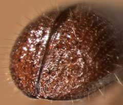 Xyleborus | Bark Beetle Genera of the U.S.