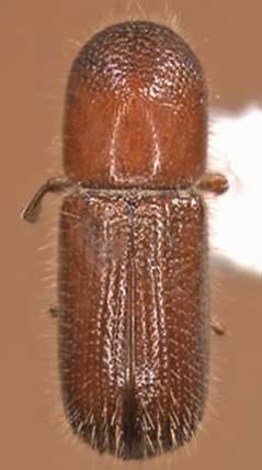 Xyleborus | Bark Beetle Genera of the U.S.