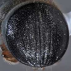 Cnestus | Bark Beetle Genera of the U.S.