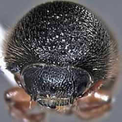 Cnestus | Bark Beetle Genera of the U.S.