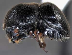 Cnestus | Bark Beetle Genera of the U.S.