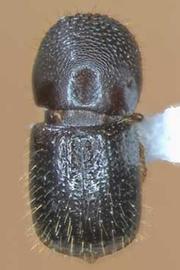 Euwallacea | Bark Beetle Genera of the U.S.