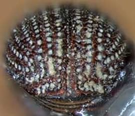 Hylastinus | Bark Beetle Genera of the U.S.