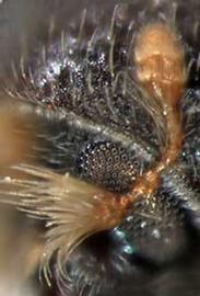 Hylocurus | Bark Beetle Genera of the U.S.