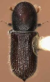 Hylocurus | Bark Beetle Genera of the U.S.