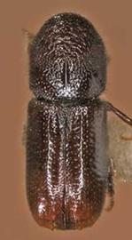 Pityogenes | Bark Beetle Genera of the U.S.