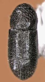 Trypophloeus | Bark Beetle Genera of the U.S.