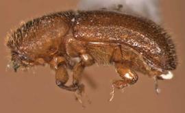 Xyleborinus | Bark Beetle Genera of the U.S.