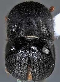 Cnestus | Bark Beetle Genera of the U.S.