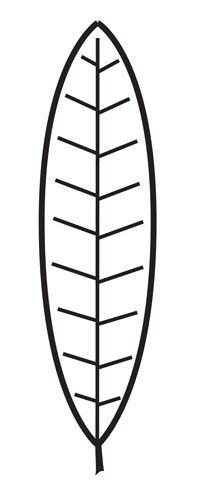 Feature: leaf shape | Dried Botanical ID