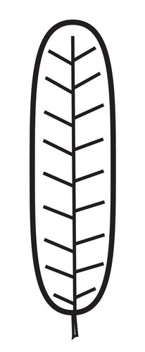 Feature: leaf shape | Dried Botanical ID