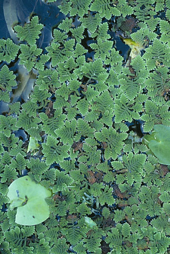 Azolla pinnata | Federal Noxious Weed Disseminules of the U.S.