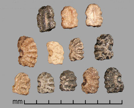 Commelina benghalensis | Federal Noxious Weed Disseminules of the U.S.