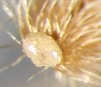 Tridax procumbens | Federal Noxious Weed Disseminules of the U.S.